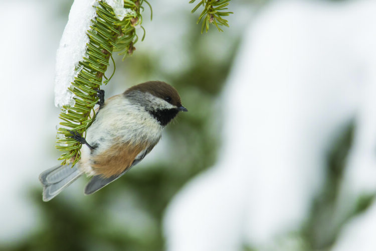 Types of Chickadees in North America - Grit